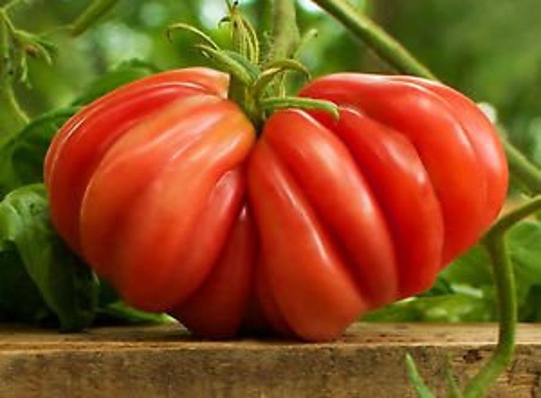 Heirloomsupplysuccess Heirloom Zapotec Tomato Seeds - Etsy