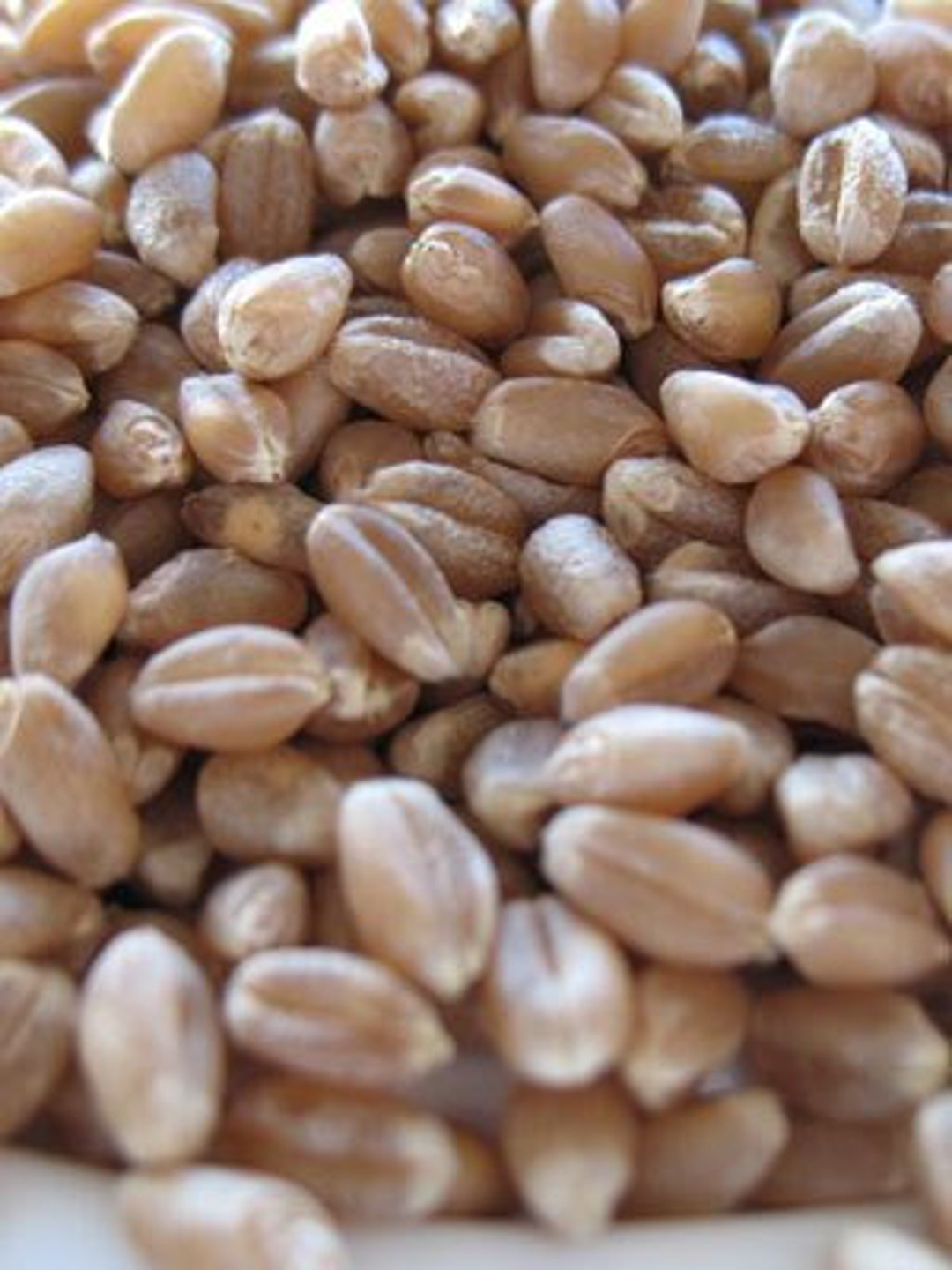 Heirloomsupplysuccess Heirloom Hard Red Wheat Seeds - Etsy
