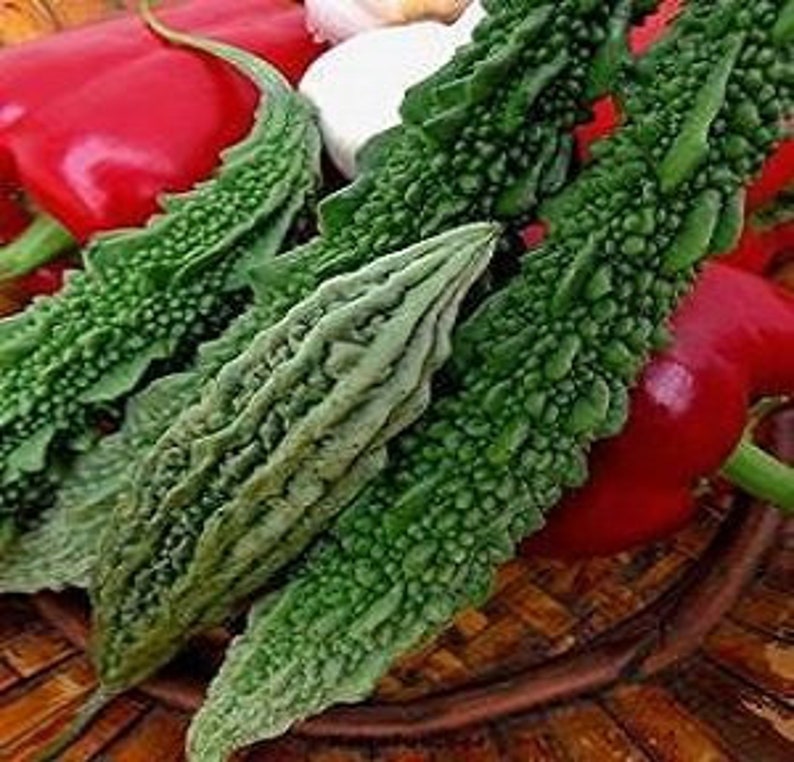 Heirloomsupplysuccess Long Spiky Bitter Gourd Cucumber Melon Seeds - Etsy