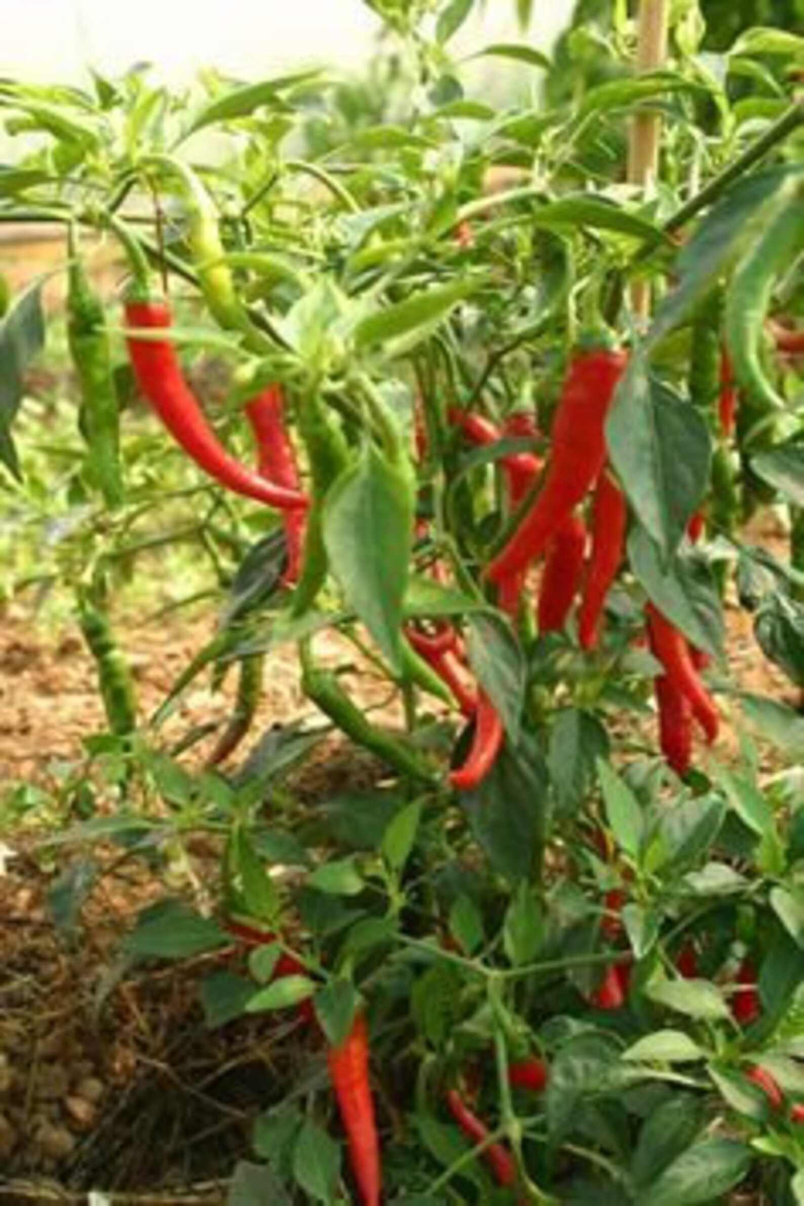 Heirloomsupplysuccess Heirloom Kashmiri Chili Pepper Seeds - Etsy