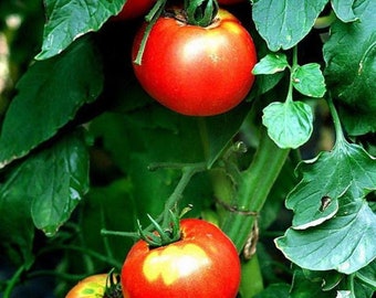 Heirloomsupplysuccess Heirloom Striped Old German Tomato Seeds | Etsy