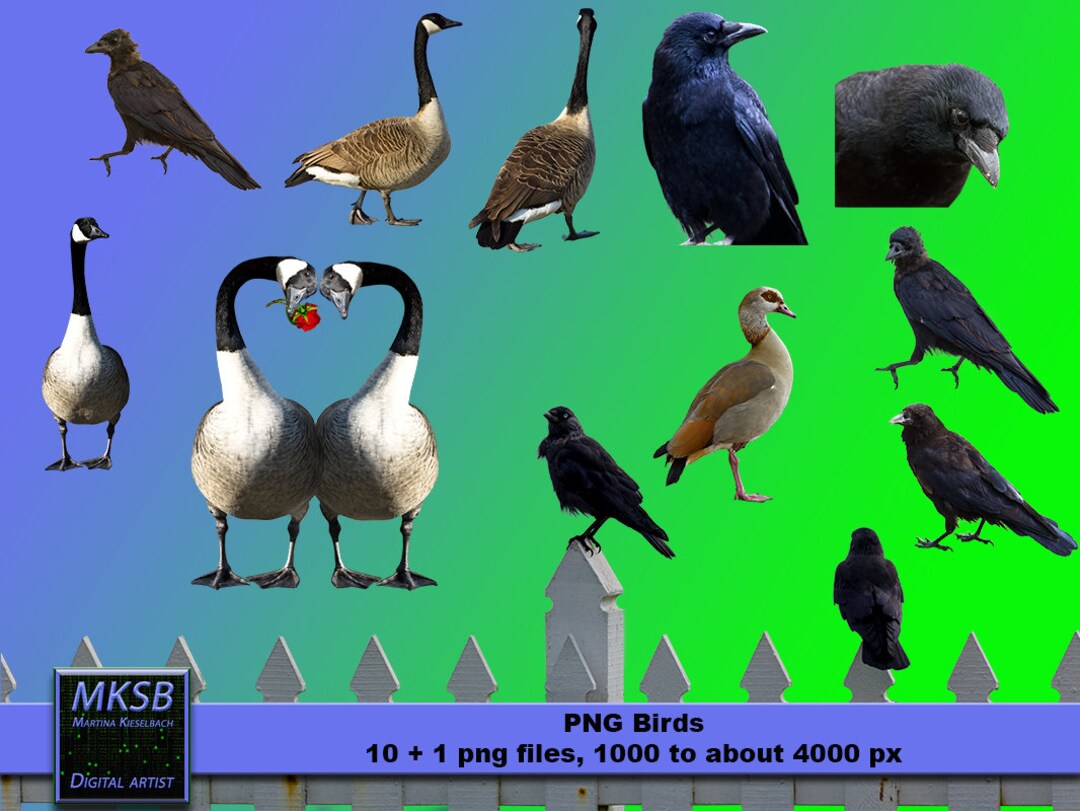 Photoshop Overlays. Png Files Birds. for Creating Your Own Digital Art ...