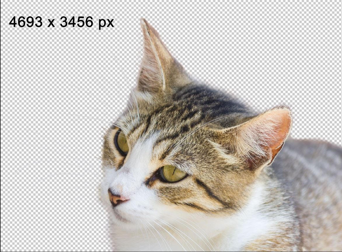 Cats png Overlays Photoshop Digital Downloads Instant | Etsy