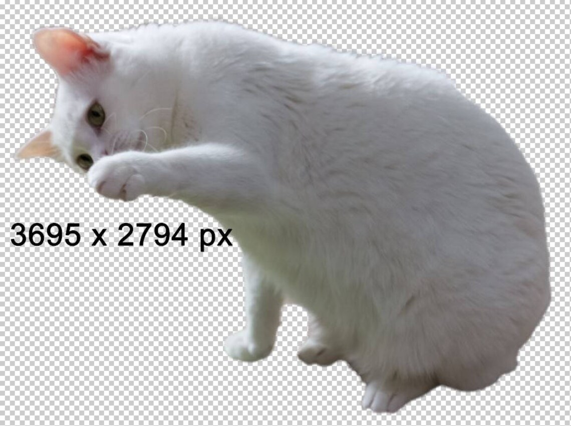 Cats png Overlays Photoshop Digital Downloads Instant | Etsy