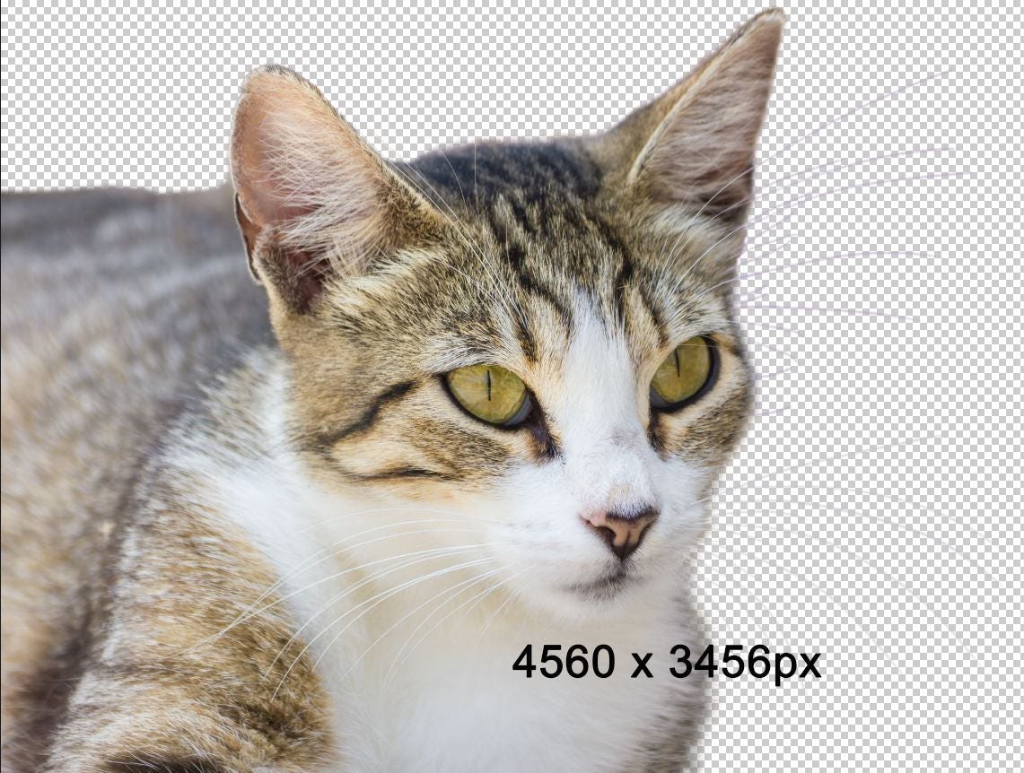 Cats png Overlays Photoshop Digital Downloads Instant | Etsy