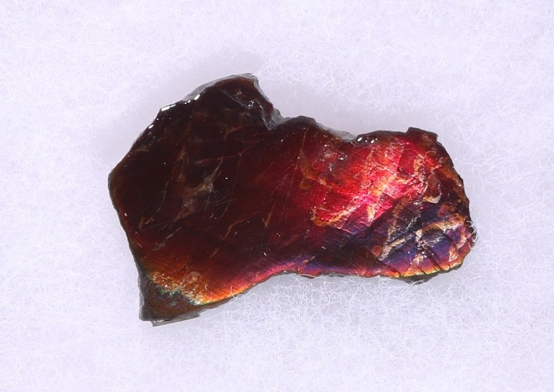 Ammonite Ammolite Rare Bright Deep Cherry Red Alberta Canada COA 5830 ...