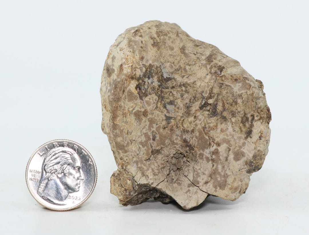 Edmontosaurus Fibula Bone Fossil Segment Hell Creek Montana MT COA 6717 ...