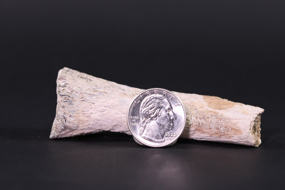Fossil Plesiosaur Rib Bone Thililua Dinosaur Age Cretaceous Morocco COA ...