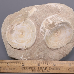 2 Large Fossil Vertebrae Otodus Shark Paleogene Khouribga Morocco 6639 ...