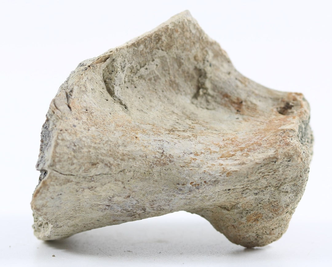 Fossil Rare Dinosaur Hypacrosaurus Skull Pc. Hadrosaur 2 Medicine ...