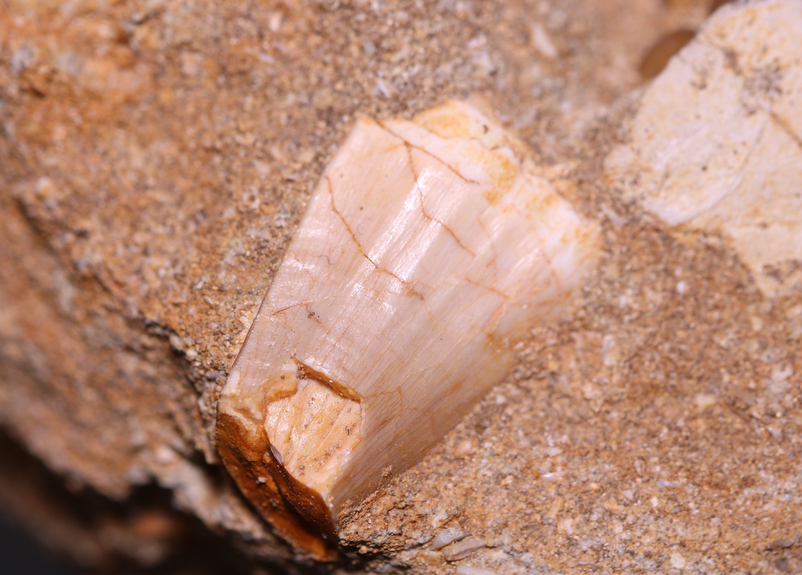 Fossil Fish Phacodus Punctatus Pycnodont Grinding Teeth | Etsy