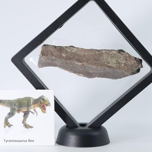 Tyrannosaurus Rex T Rex Fossil Femur Bone Piece 4.2 Hell Creek ...