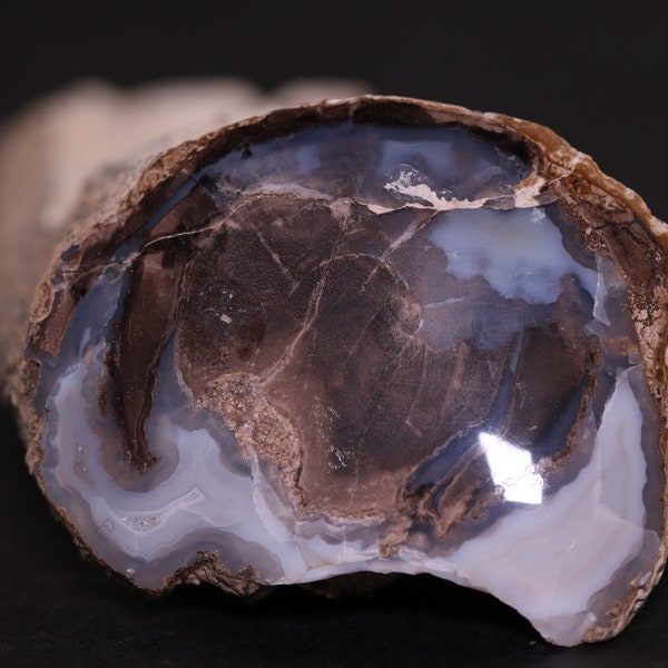 Petrified Wood Blue Forest - Etsy