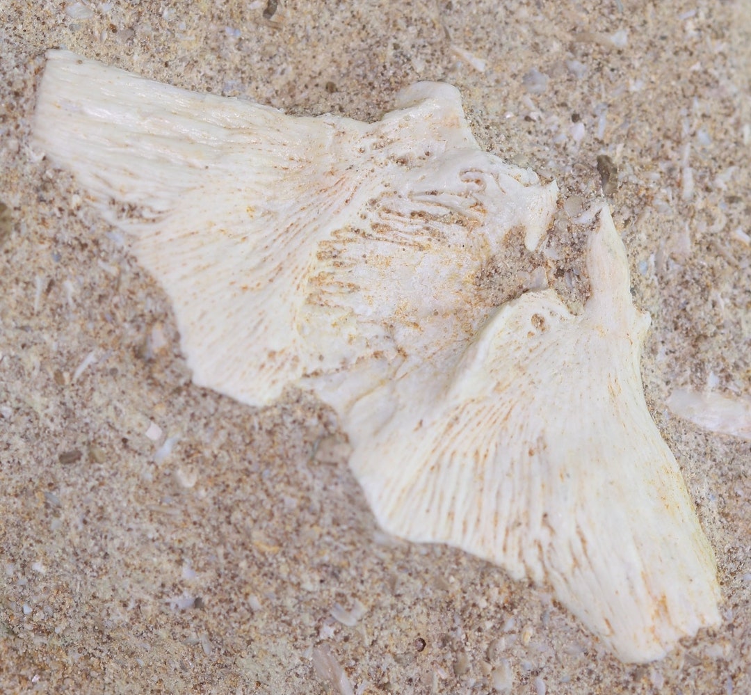 Fossil Fish Enchodus Tail Bone Hypural Cretaceous Khouribga Morocco COA ...