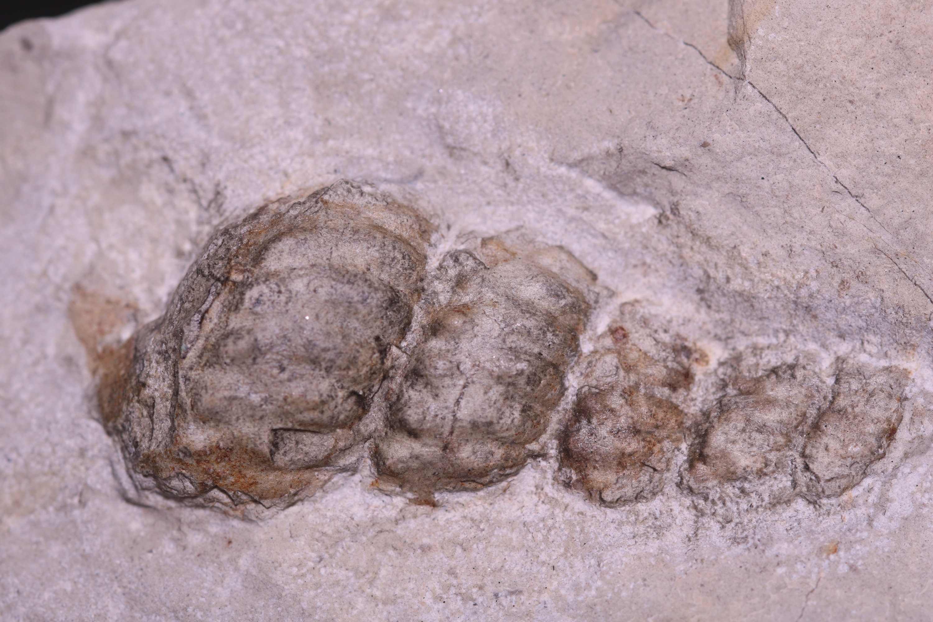 Fossil Rare Gastropod Turrilites costatus Cretaceous La Mure | Etsy