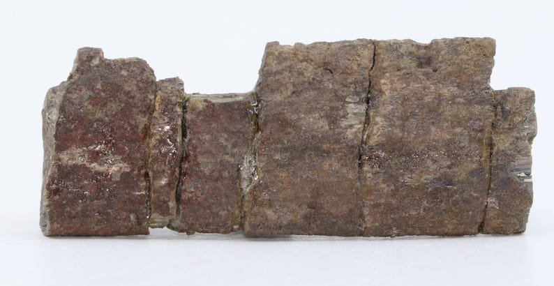 Allosaurus Fossil Gastralia Segment Morrison Formation Jurassic ...