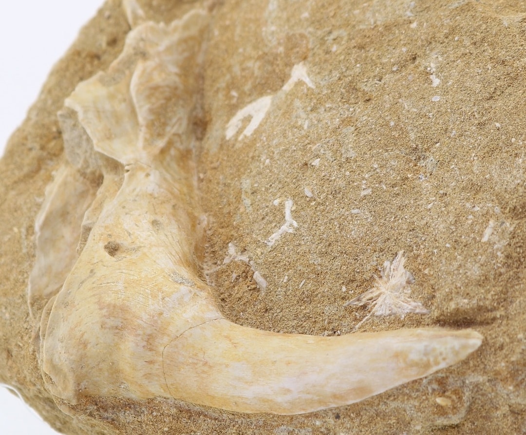 Enchodus Fish Fossil Huge Fang Tooth in Jawbone Cretaceous Morocco COA ...