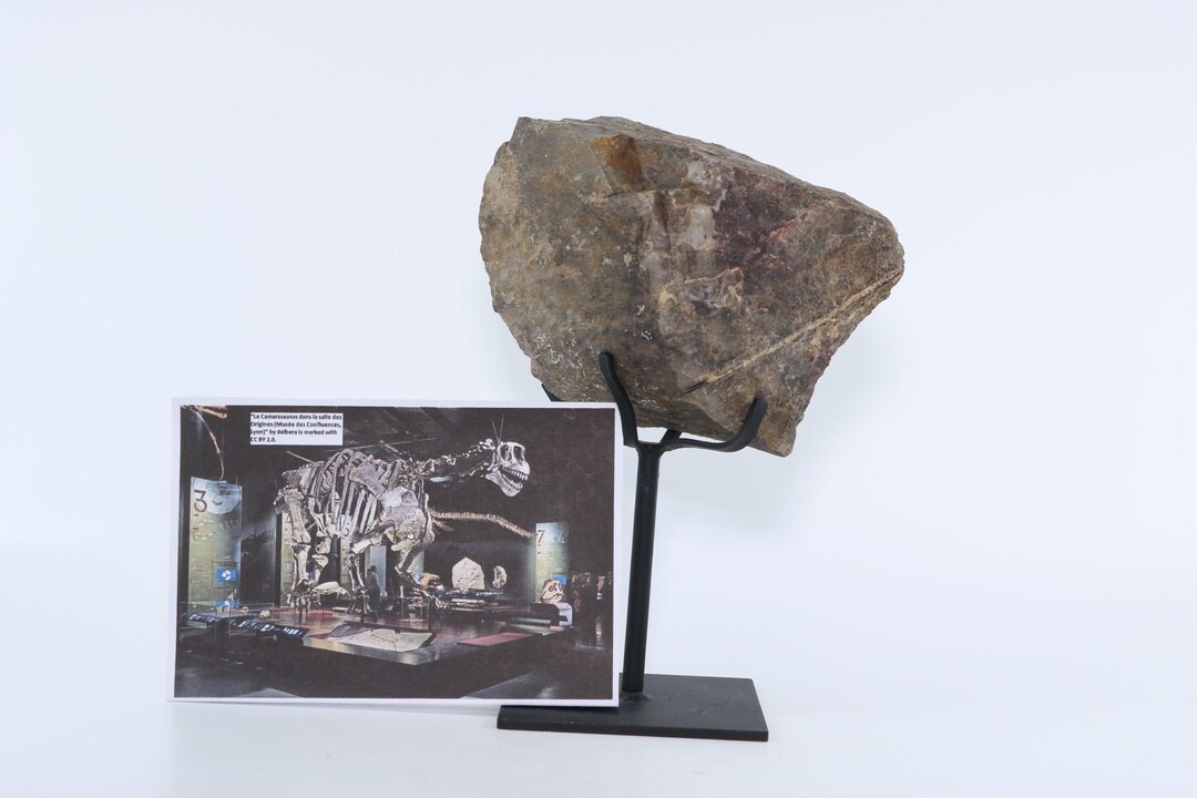 Camarasaurus Dinosaur Fossil Femur Bone Pc. 1096g Jurassic Colorado CO ...