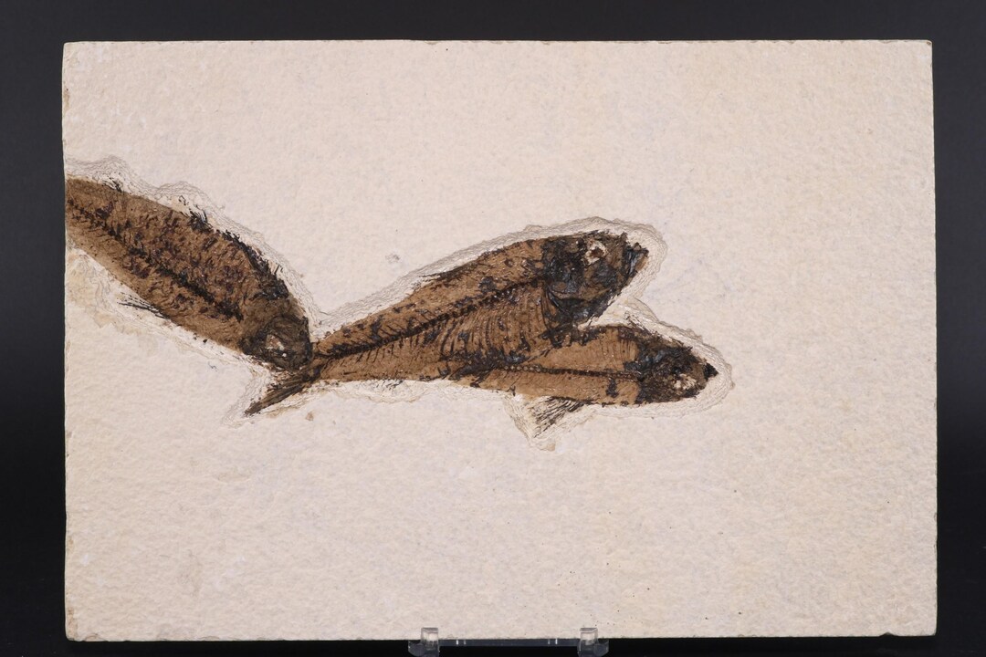 Multiple Knightia Fossil Fish Fossil Lake Green River Formation Wyoming ...