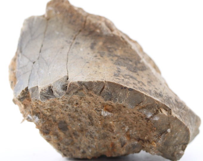 Fossil Dinosaur Allosaurus Tibia End Morrison Formation Jurassic Utah ...