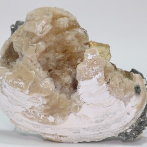 Fossil Clam Florida W Gorgeous Calcite Rucks Pit Florida Fluorescent UV ...