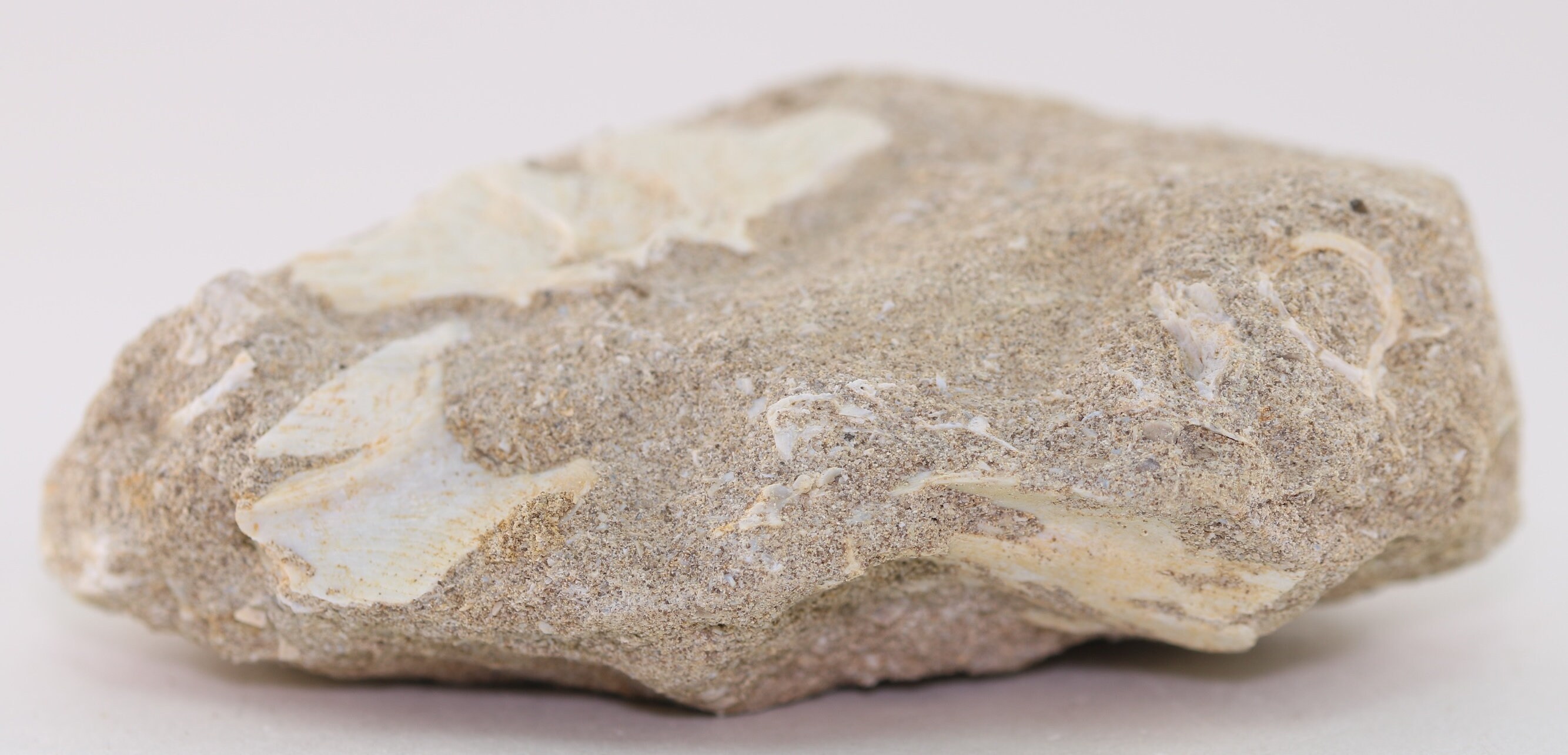 Fossil Fish Enchodus Tail Bone Hypural Cretaceous Khourigba | Etsy