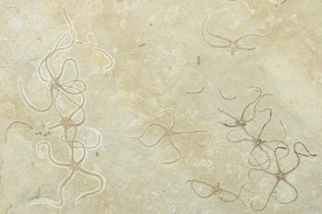 World-class Brittle Star Fossil Plate Sinosura 12" Jurassic Solnhofen ...