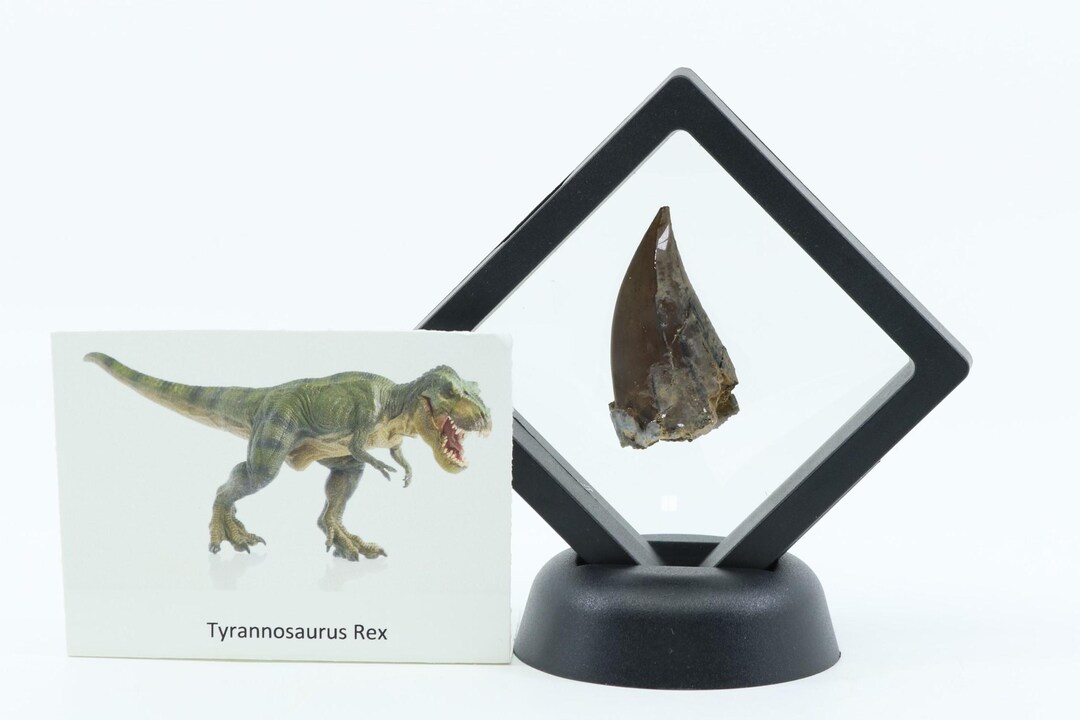 Tyrannosaurus Rex Fossil Tooth 1. 61" 41.1mm No Paint or Restoration ...