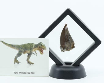 Tyrannosaurus Rex T Rex Fossil Tooth Piece 20.1 Mm Lance Creek ...