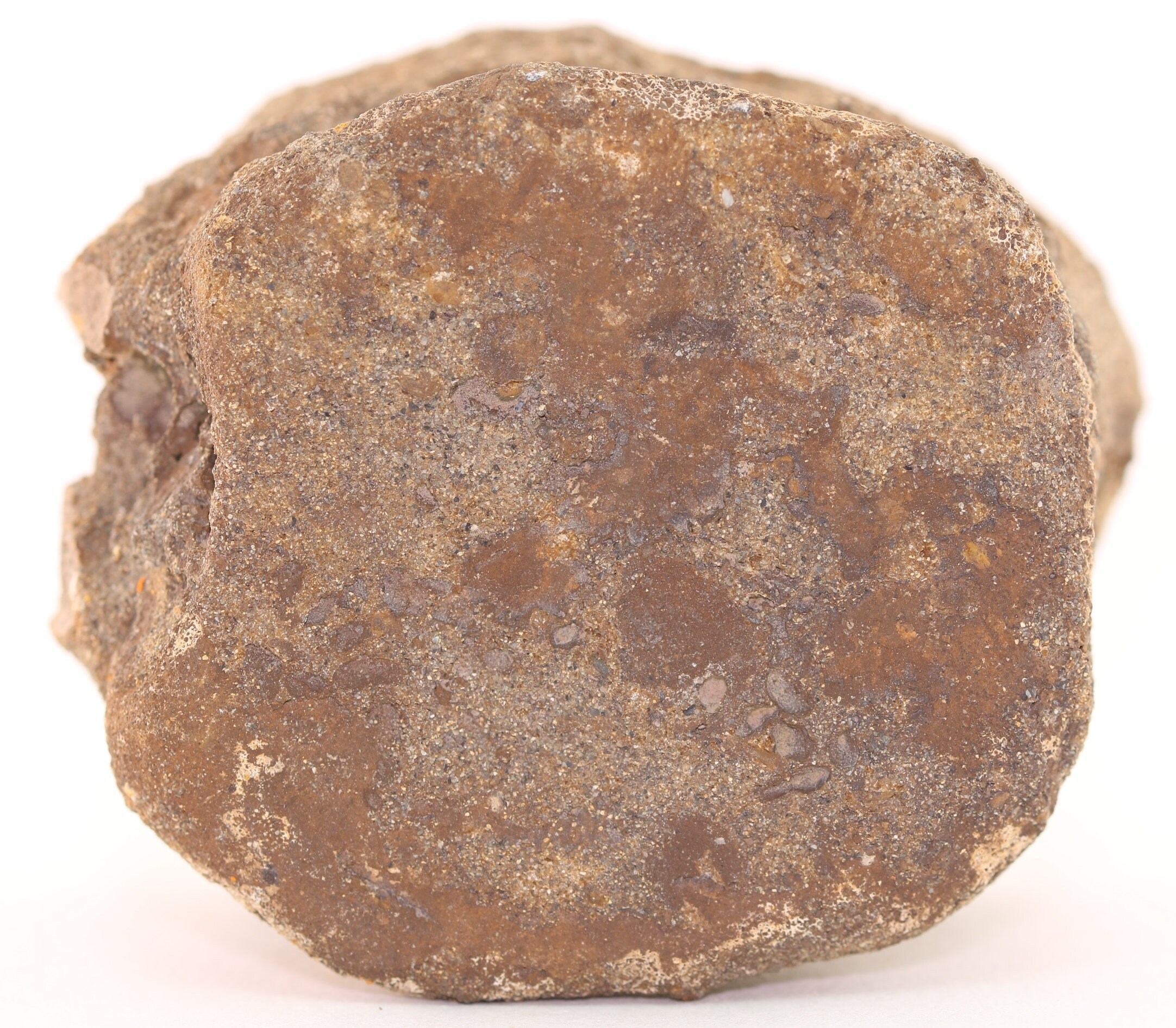 Fossil Dinosaur Ceratopsian Sturdy Vertbra Centrum Horseshoe | Etsy