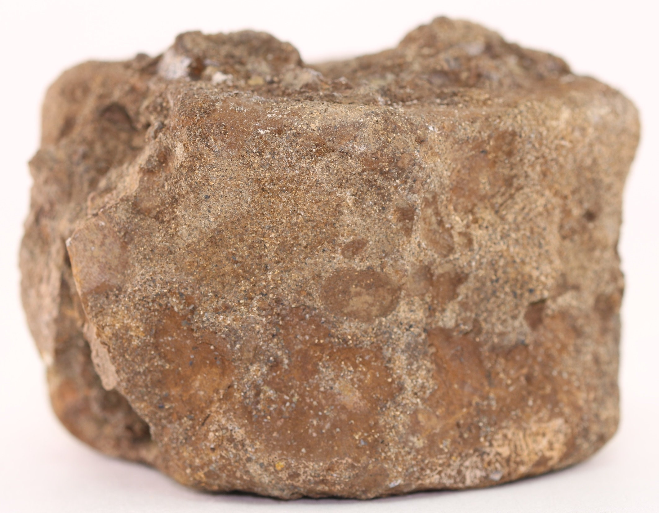 Fossil Dinosaur Ceratopsian Sturdy Vertbra Centrum Horseshoe | Etsy