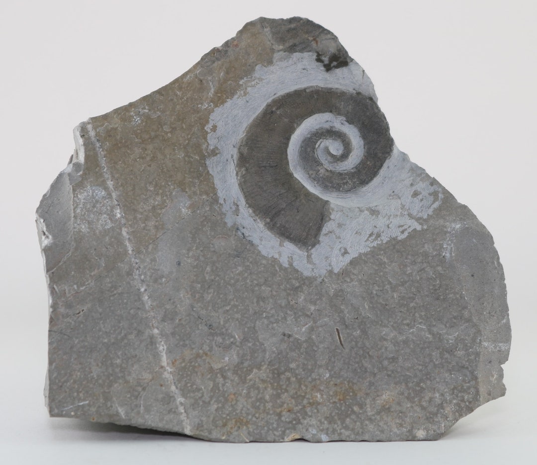Rare Fossil Ammonite Heteromorph Crioceratites Nyons France COA 3803 ...