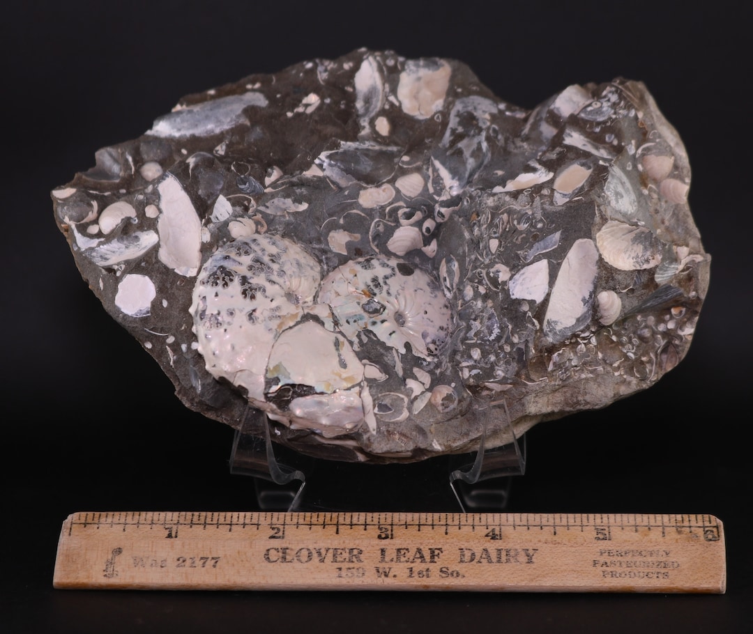 Fossil Multiple Ammonite Scaphites Iridescent Cretaceous South Dakota ...