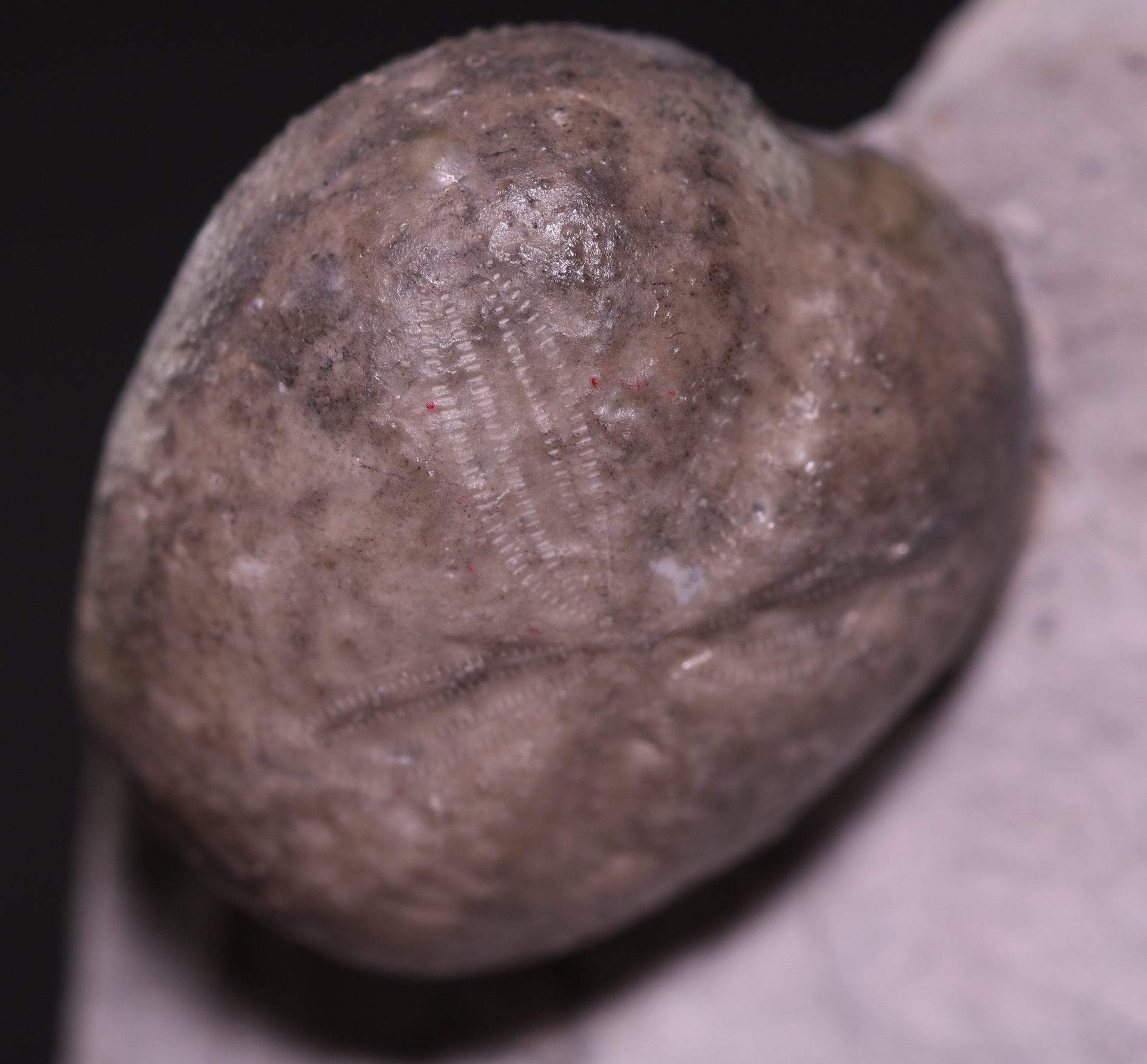 Fossil Sea Urchin Hemiaster Cretaceous Goodland Formation Texas TX COA ...