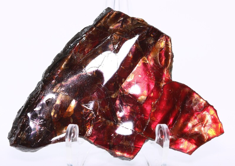 Ammonite Shell Ammolite Rare Deep Red Gem Keel 67 Mm. Deep Red Alberta ...