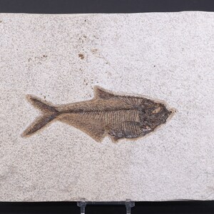 Superb Diplomystus Fossil Fish Fossil Lake Green River Formation ...
