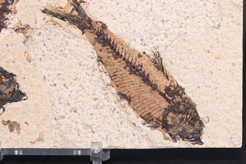 3 Knightia Eocaena Fossil Fish Fossil Lake Green River Formation ...