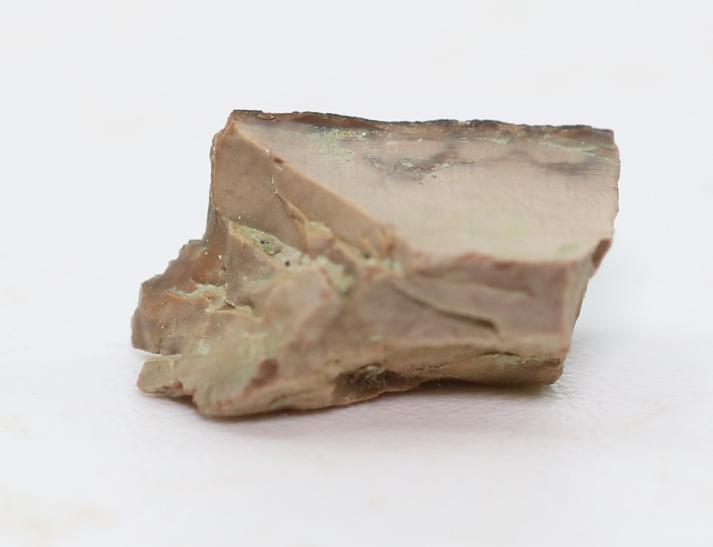 Tyrannosaurus Rex T Rex Small Tooth Fragment Lance Creek Wyoming WY COA ...