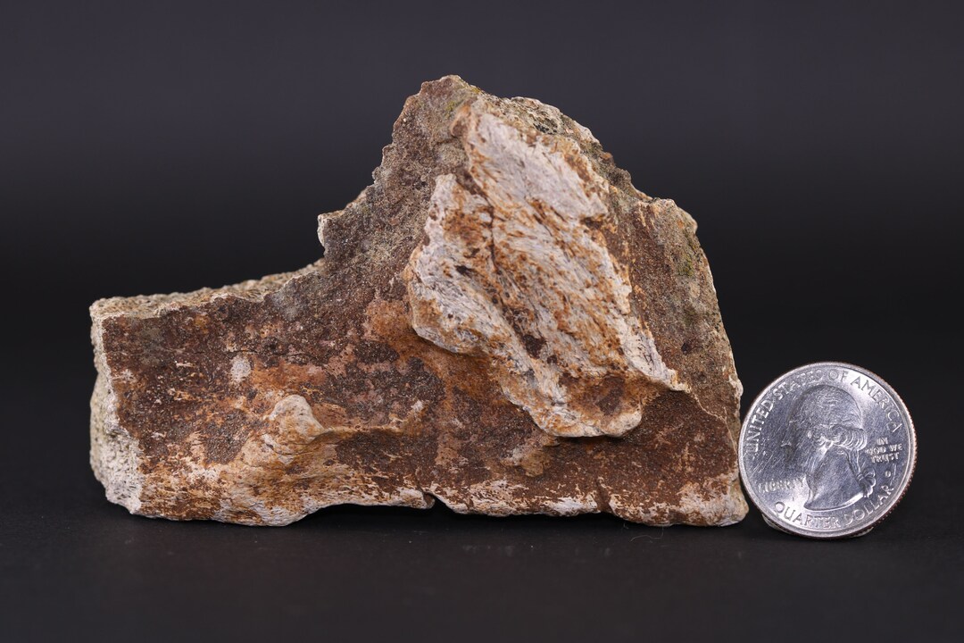 Fossil Dinosaur Triceratops Skull Part Lance Creek Formation Wyoming WY COA 4261 - Etsy