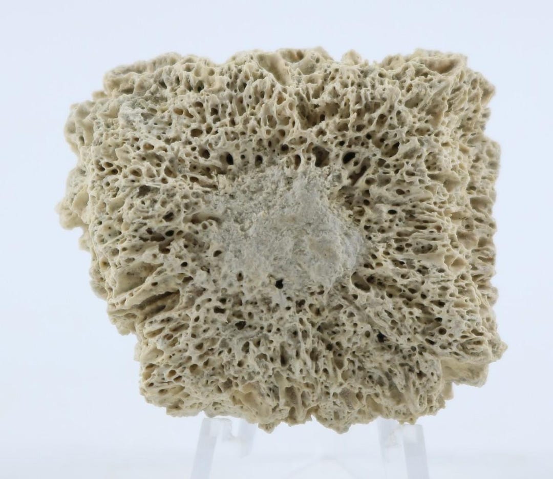 Glyptodon Fossil Scute Plate (osteoderm Plate) Pliocene Uruguay COA ...
