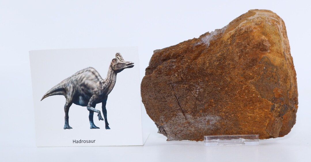 Edmontosaurus Fibula Pc. Fossil Dinosaur Bone Lance Creek Fm Wyoming WY ...