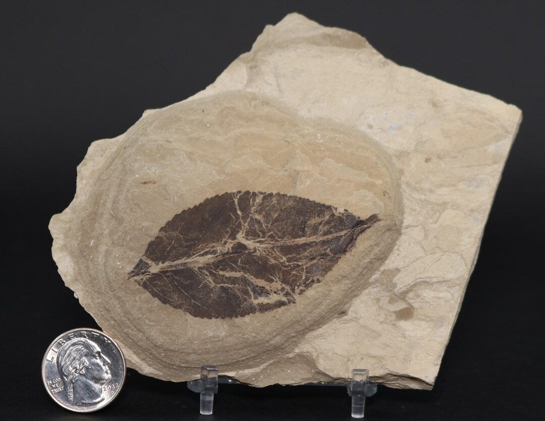 Fossil Leaf 2.9" 73.7mm on Natural Matrix Eocene Bonanza Utah UT COA ...