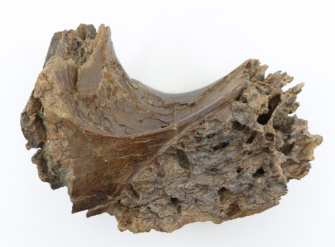 World Class Trabecular Fossil Bone in Tyrannosaurus Rex Vertebra T Rex ...
