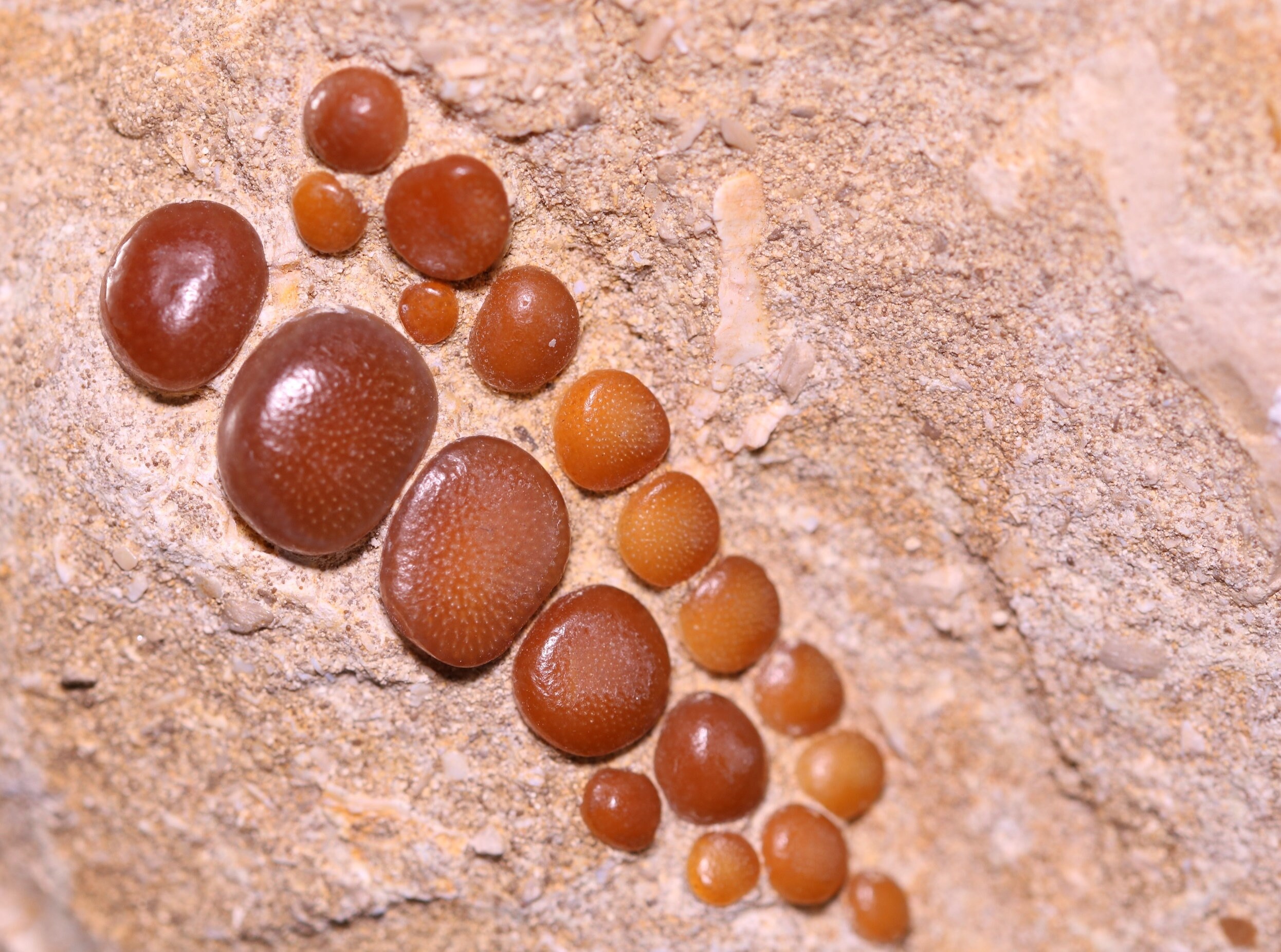 Fossil Fish Phacodus Ray-finned Punctatus Pycnodont Teeth - Etsy