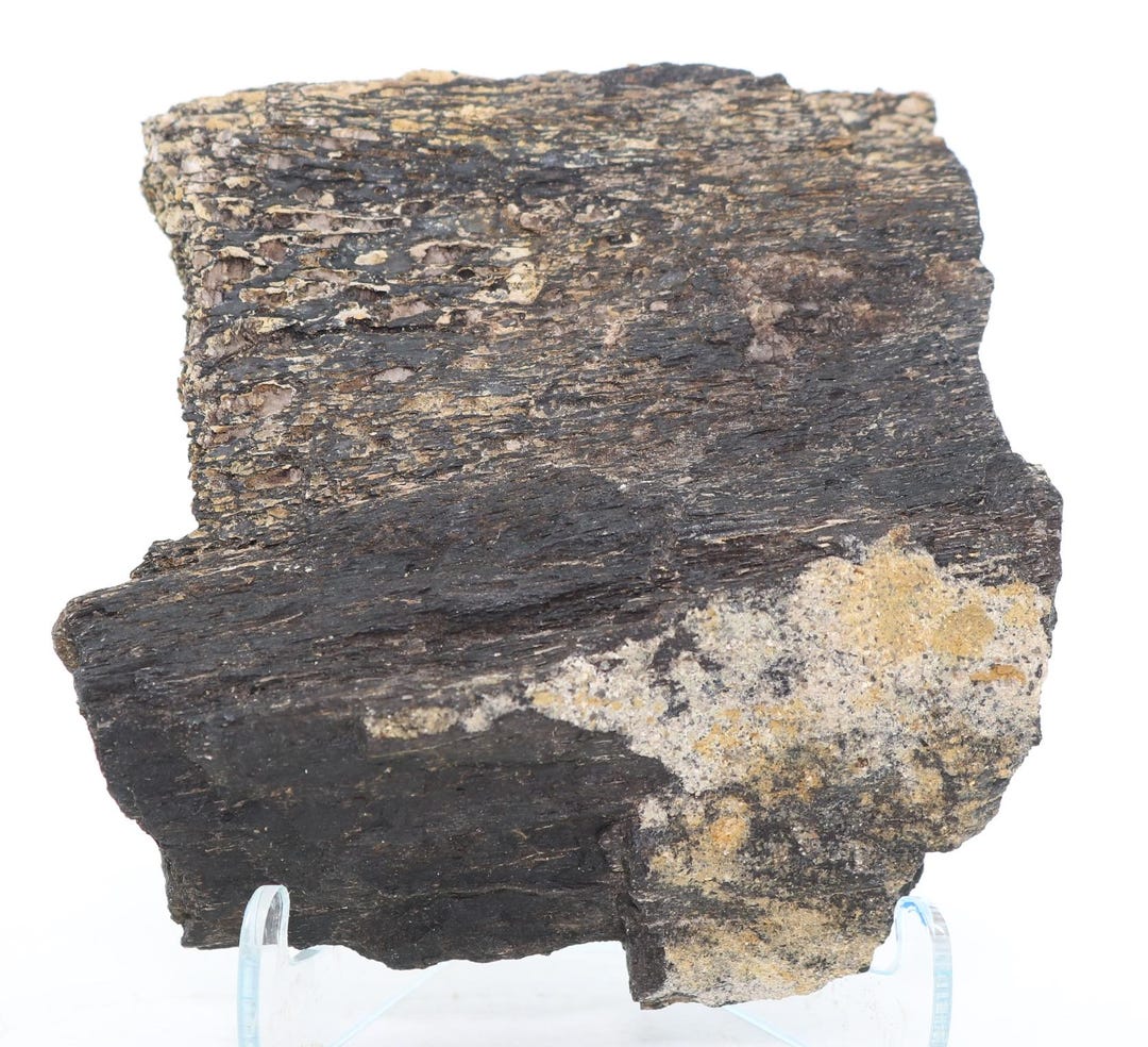 Camarasaurus Dinosaur Fossil Femur Piece Bone Cabin Quarry Wyoming WY ...