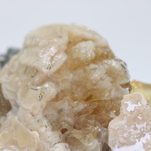 Fossil Clam Florida W Gorgeous Calcite Rucks Pit Florida Fluorescent UV ...