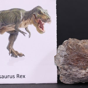 Tyrannosaurus Rex T Rex Fossil 2 Bite Marks Hell Creek South Dakota SD ...