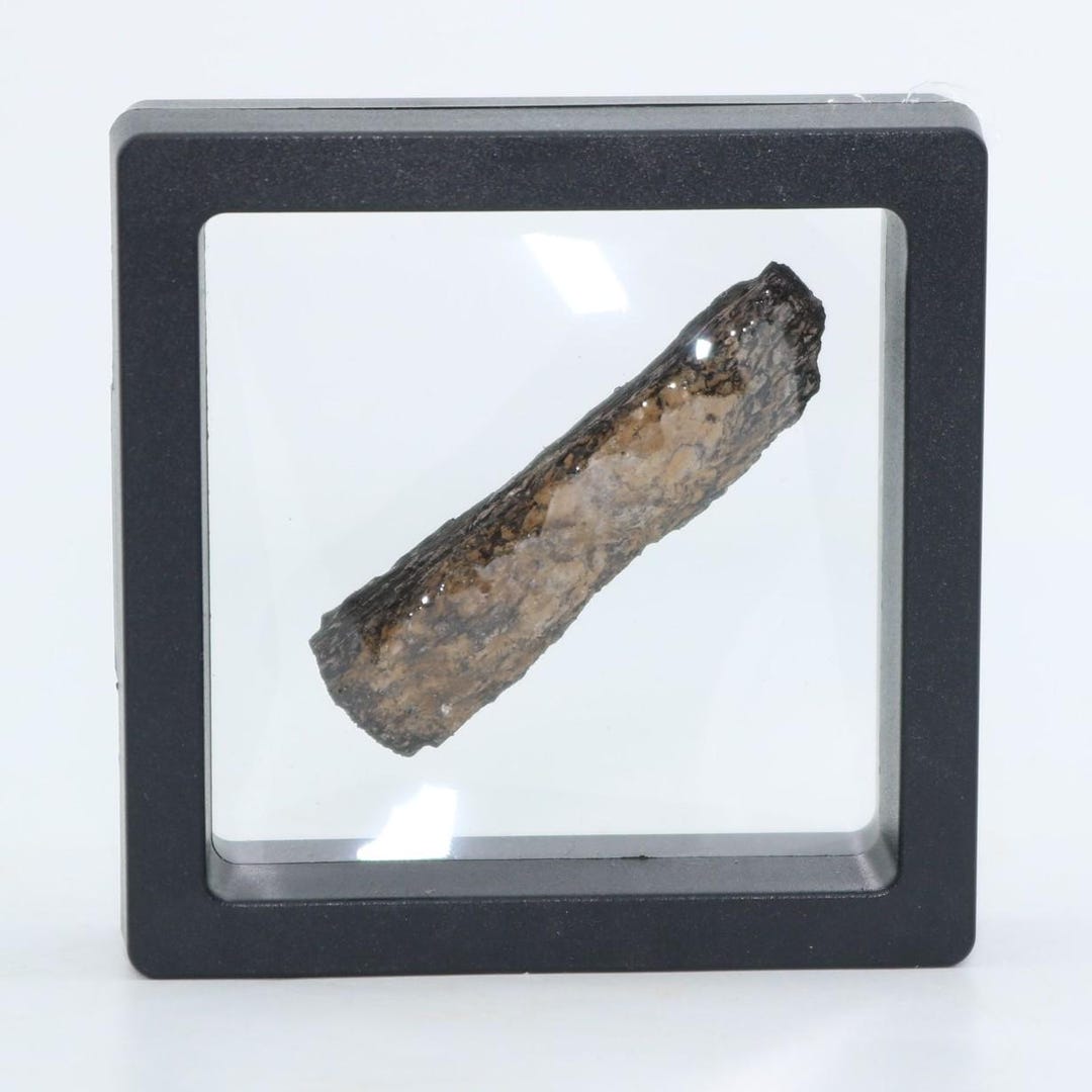 Stegosaurus Fossil 2.0 50.9mm Bone Cabin Quarry Jurassic Wyoming WY COA ...