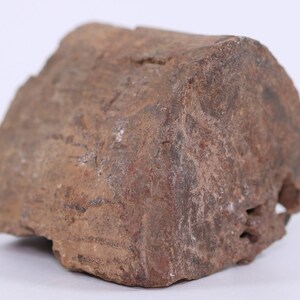 Fossil Dinosaur Allosaurus Tibia Pc. Jurassic Morrison Fm. Vernal Utah ...