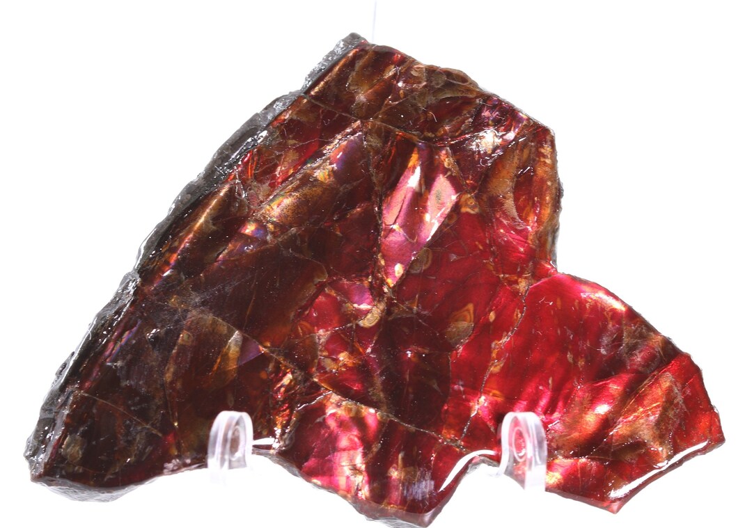 Ammonite Fossil Ammolite Deep Red Gem Keel 67 Mm. Deep Red is Rarer Than Purple Alberta Canada ...
